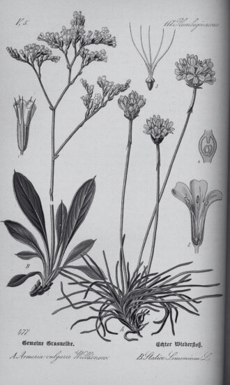 limonium - Mieli Thun